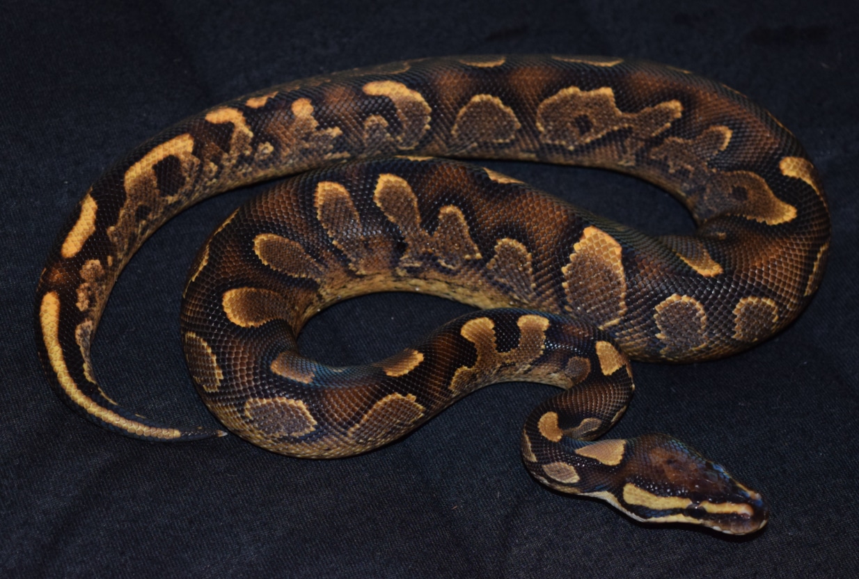 Barnhart Black Pastel Yellowbelly Calico Ball Python by Averted Vision ...