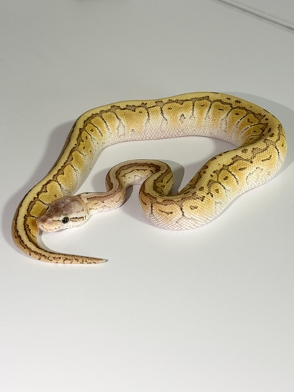 Super Pastel Pinstripe Ball Python by C&S Pythons