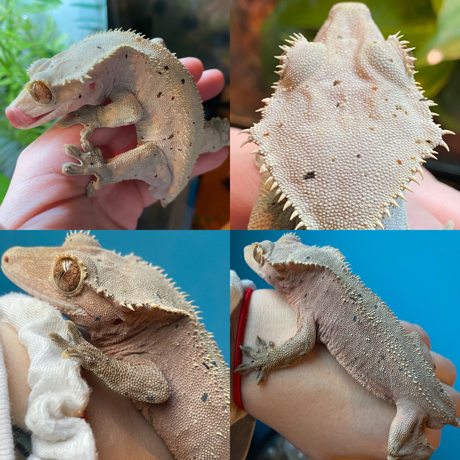 Pink Altitude Exotics Dalmatian Male Crested Gecko by Country Cresties ...