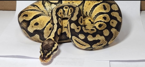 Super Pastel (TSK) Axanthic Ball Python by American Pys