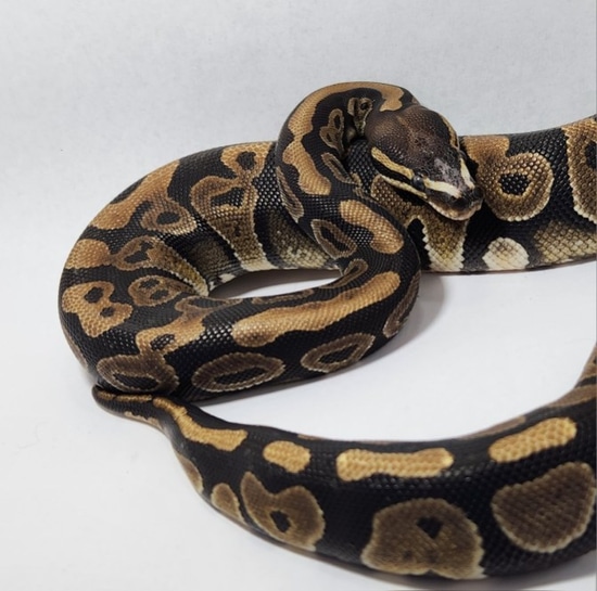 Female Mystic Scaleless *No Reserve* Ball Python by American Pys