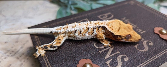 Tricolor Lilly White Crested Gecko by Christie's Reptile Room