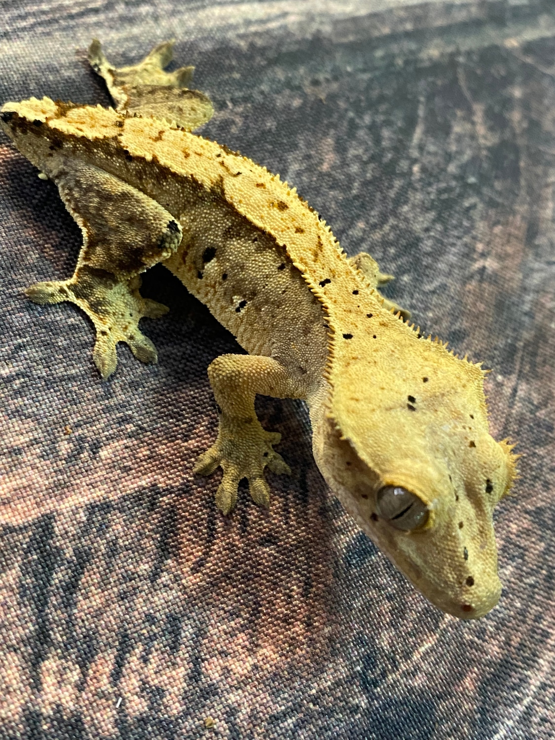 Yellow/Tangerine Crested Gecko by Blessed Cresteds - MorphMarket