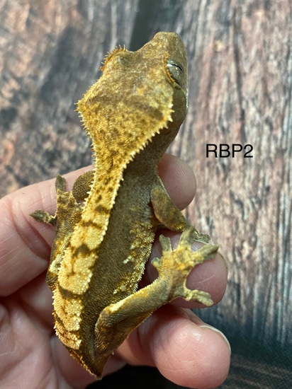 Dark And Creme Crested Gecko by Blessed Cresteds