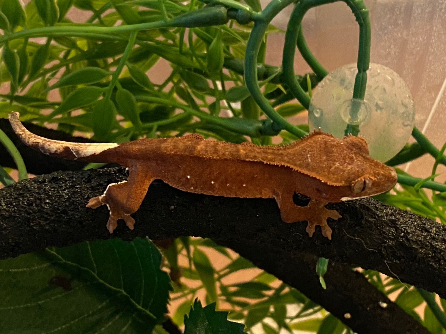 Dark Reddish Brown With Portholes Crested Gecko by Blessed Cresteds ...