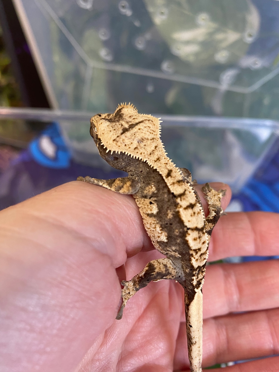 Lavender Creme Harlequin Crested Gecko by Blessed Cresteds - MorphMarket