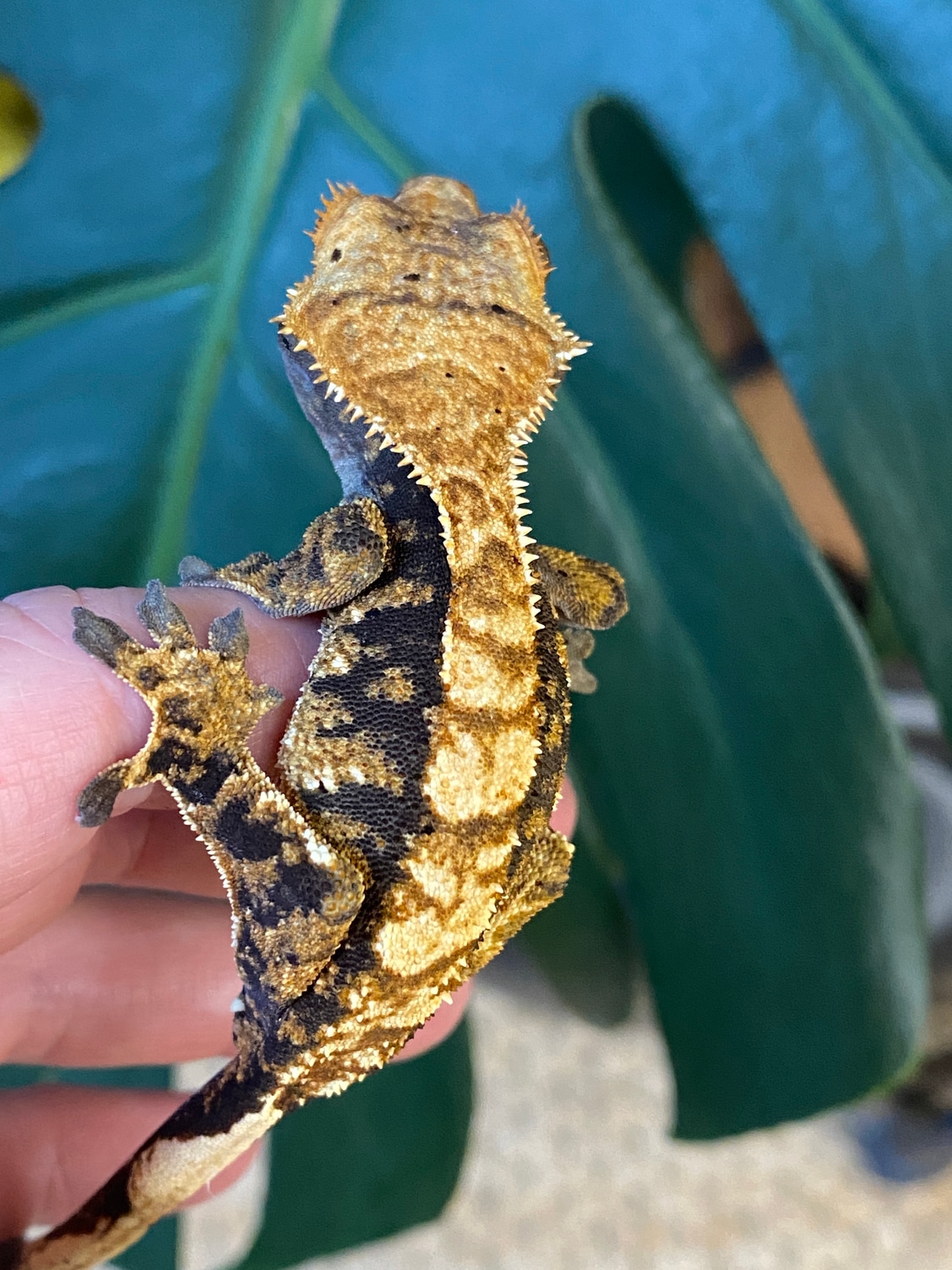 Yellow And Dark Brindle/Tiger Crested Gecko by Blessed Cresteds ...
