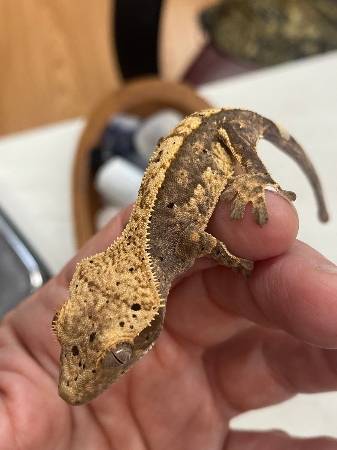Lavender Creme Harlequin Crested Gecko by Blessed Cresteds - MorphMarket