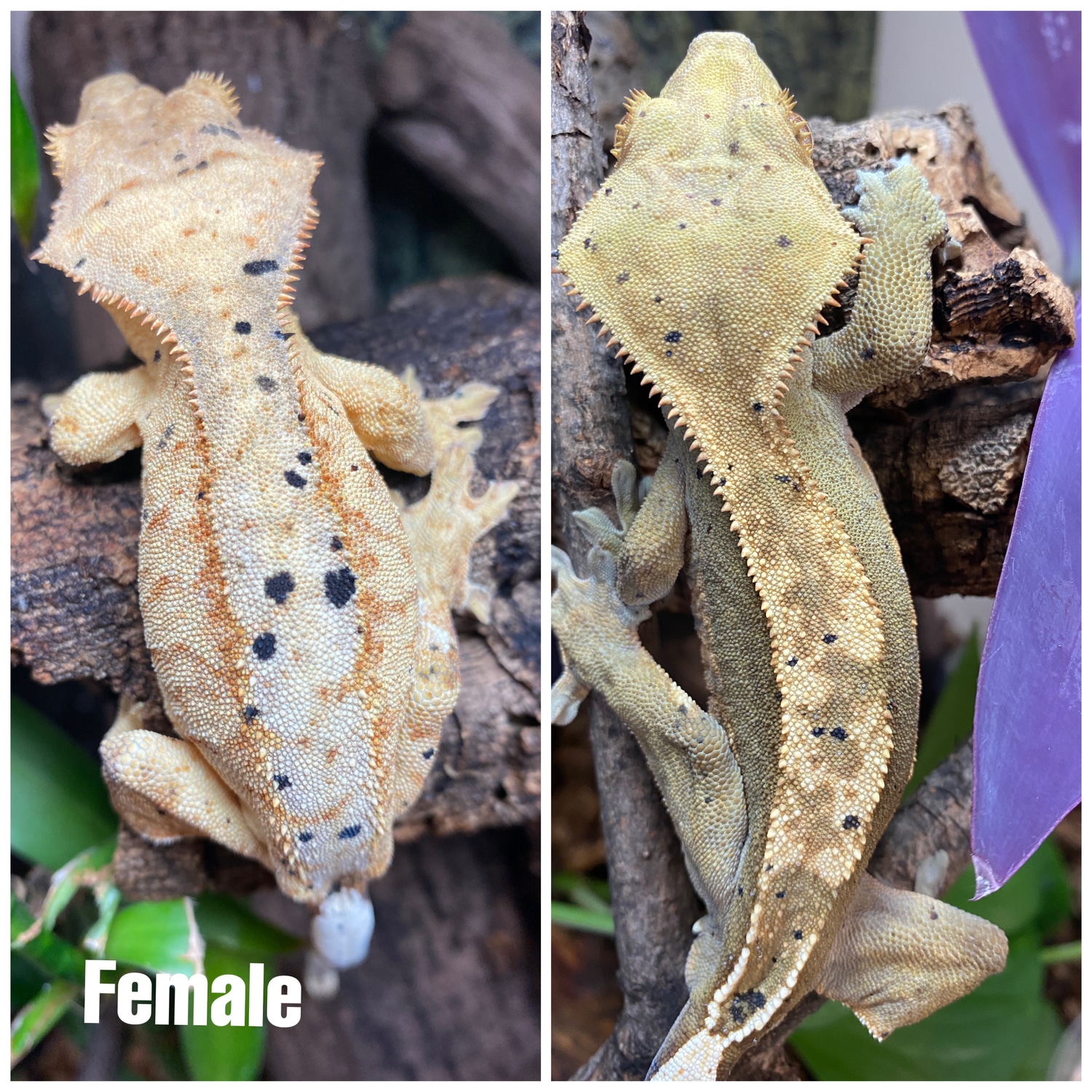 Yellow Creme Female Olive Male Pair With Two Enclosures Pick Up Only ...