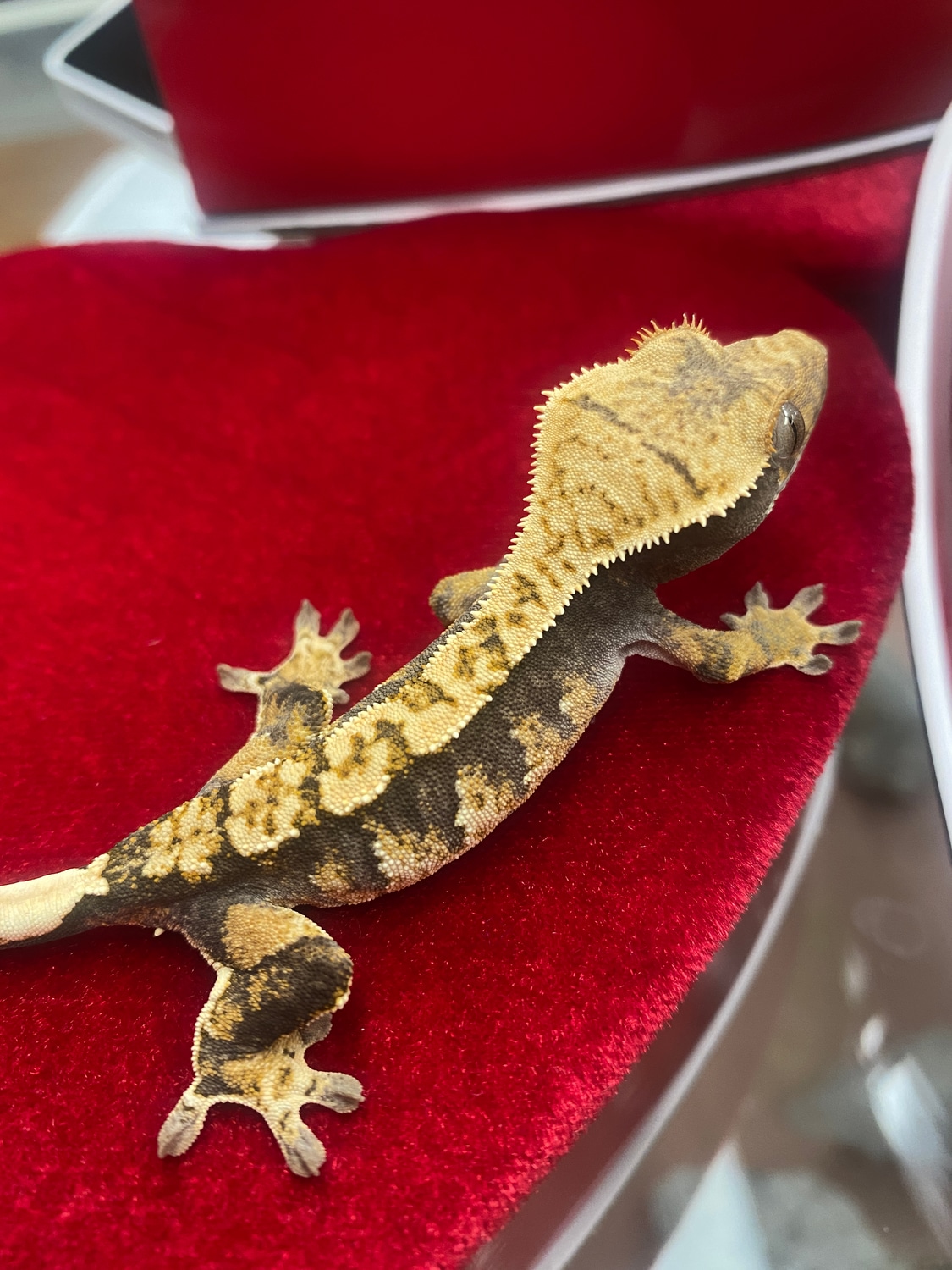 Dark And Creme Harlequin Crested Gecko by Blessed Cresteds - MorphMarket