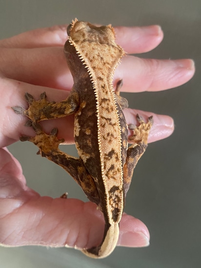 Dark And Creme Extreme Harlequin Crested Gecko by Blessed Cresteds