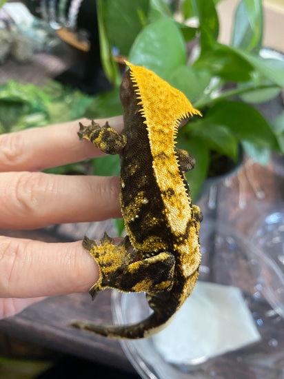 Extreme Harlequin Crested Gecko by Blessed Cresteds