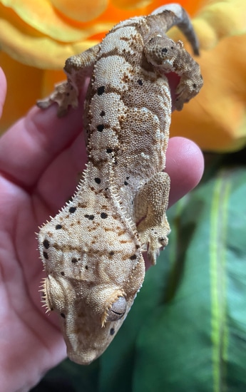 Creme Harlequin Crested Gecko by Blessed Cresteds