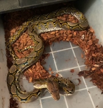 Normal Wild Type Reticulated Python by No One Name