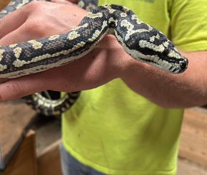 Christina’s Reptile and Animal Sanctuary - MorphMarket