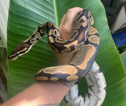Christina’s Reptile and Animal Sanctuary - MorphMarket