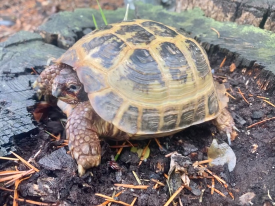 Male Russian Tortoise by Christina’s Reptile and Animal Sanctuary