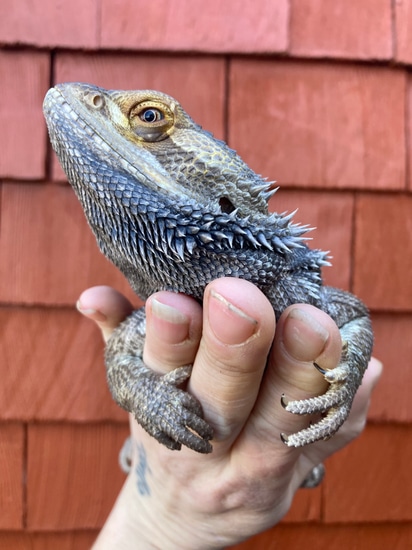 Male Adult Bearded Dragon Central Bearded Dragon by Christina’s Reptile ...
