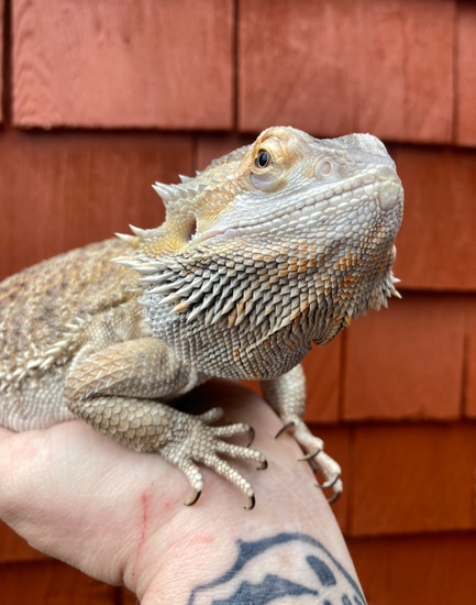 Adult Male Bearded Dragon Central Bearded Dragon by Christina’s Reptile ...