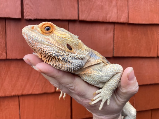 Adult Male Bearded Dragon Central Bearded Dragon by Christina’s Reptile ...