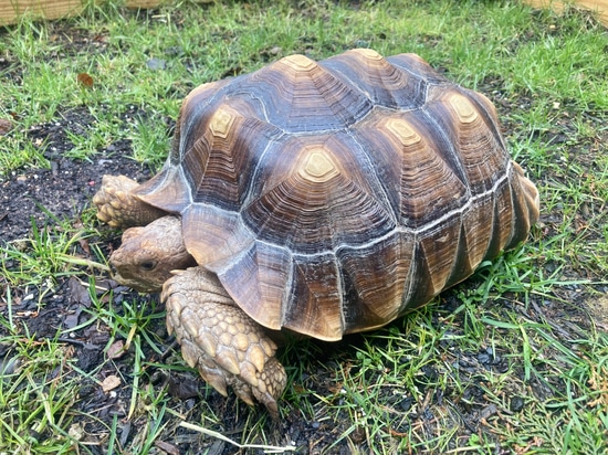 Female Juvenile Sulcata Tortoise by Christina’s Reptile and Animal ...