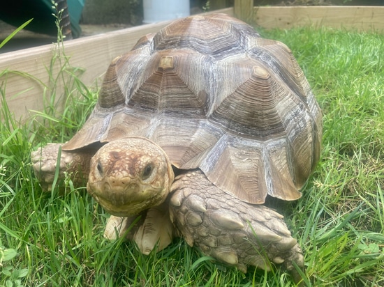 Scooter 7 Year Old Sulcata Tortoise by Christina’s Reptile and Animal ...