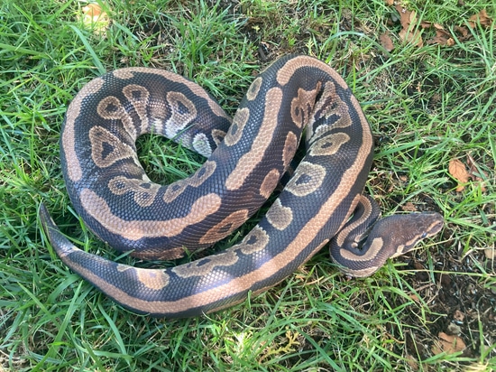 Cinnamon Ball Python by Christina’s Reptile and Animal Sanctuary