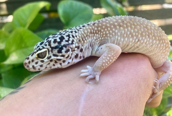 Sunny Female Leopard Gecko by Christina’s Reptile and Animal Sanctuary