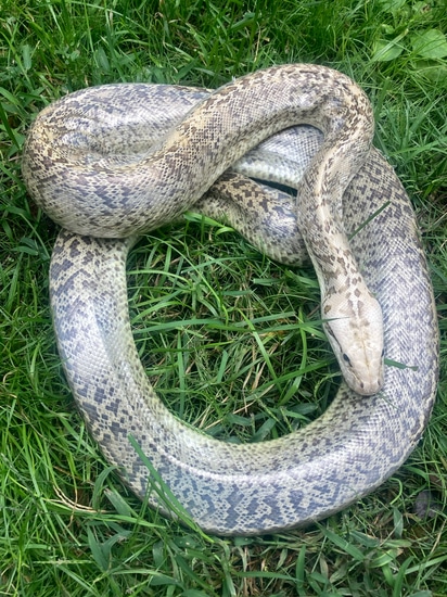 Granite Male Burmese Python by Christina’s Reptile and Animal Sanctuary