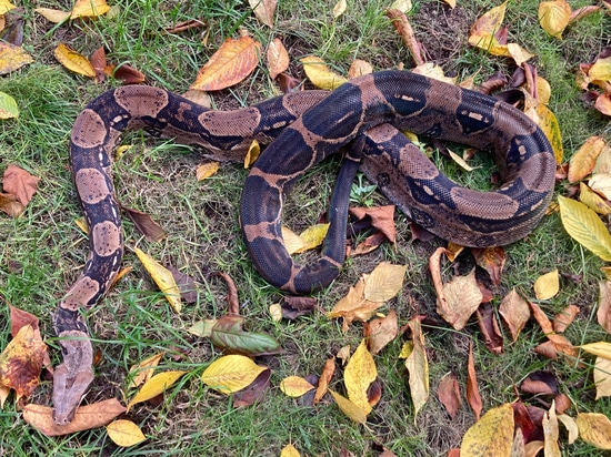 Female BCI (Sara) Boa Constrictor by Christina’s Reptile and Animal ...