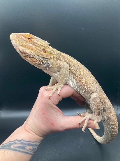 Male Bearded Dragon (Cheeto) Central Bearded Dragon by Christina’s ...