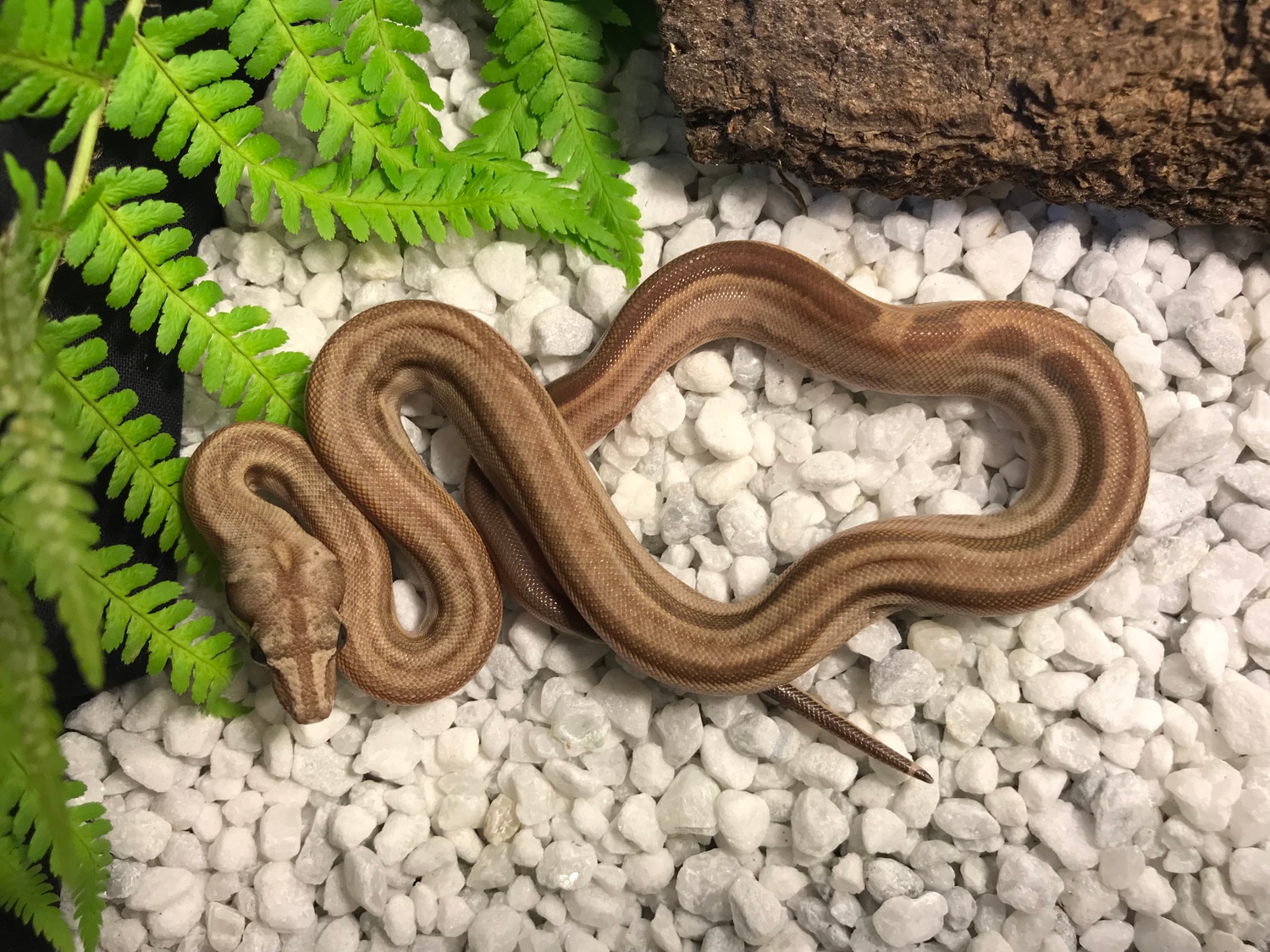 Honduran T+ CA Motley 100% Het. Leopard Boa Constrictor by CH - MorphMarket