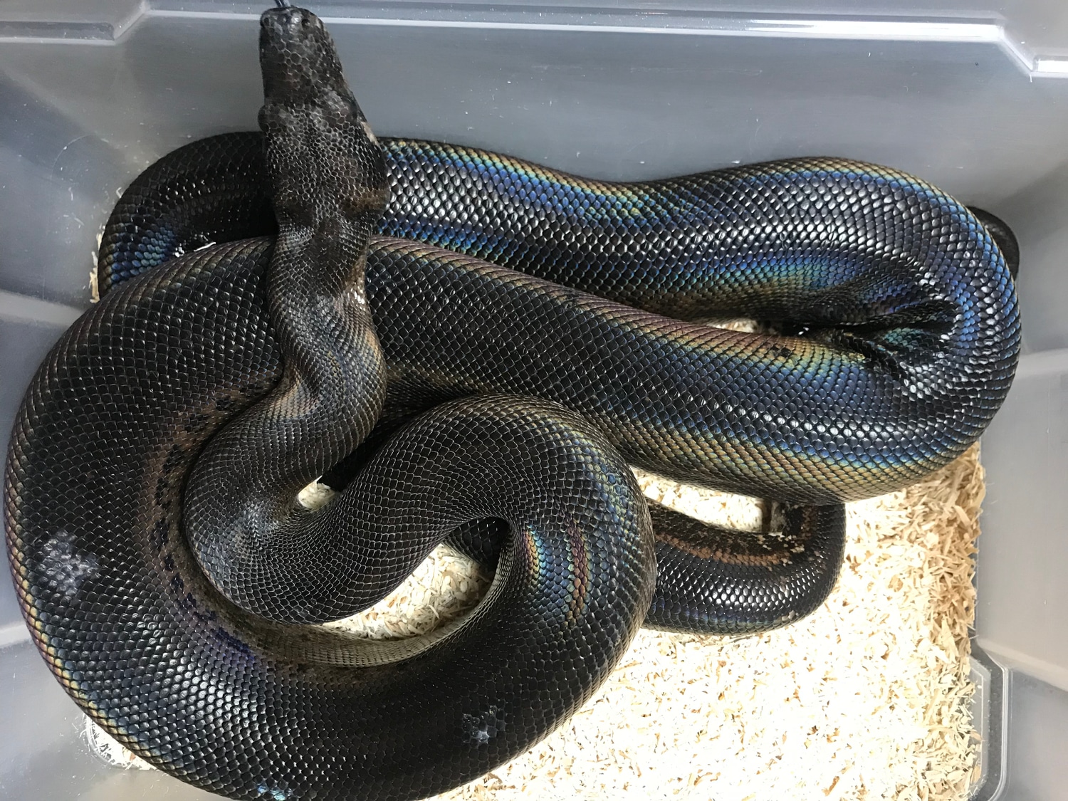 Blackberry 100% Het. Honduran T+ Boa Constrictor by CH - MorphMarket