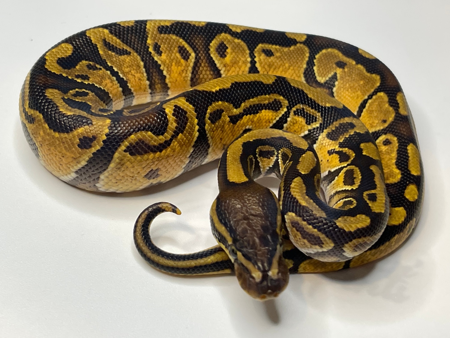 Enchi Hurricane Ball Python by Smokin' Serpents - MorphMarket