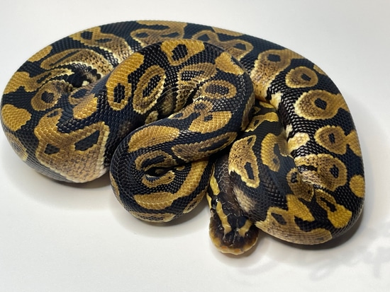Normal Double Het Axanthic Clown Ball Python by Smokin' Serpents