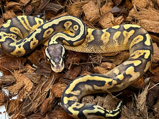 GHI Pastel Calico Ball Python by Smokin' Serpents