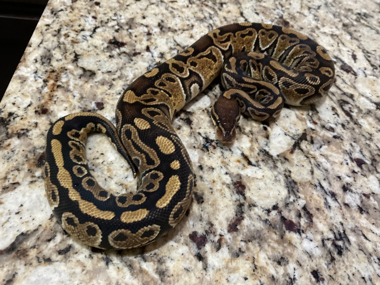 Hurricane Ball Python by Smokin' Serpents - MorphMarket