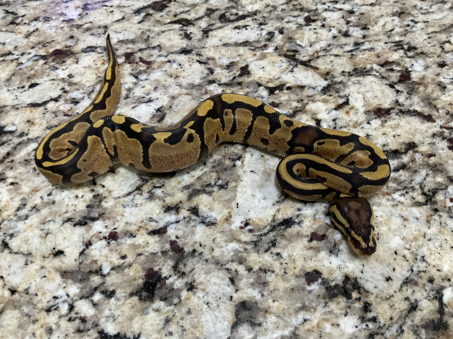 Fire Het Pied Ball Python by Smokin' Serpents - MorphMarket