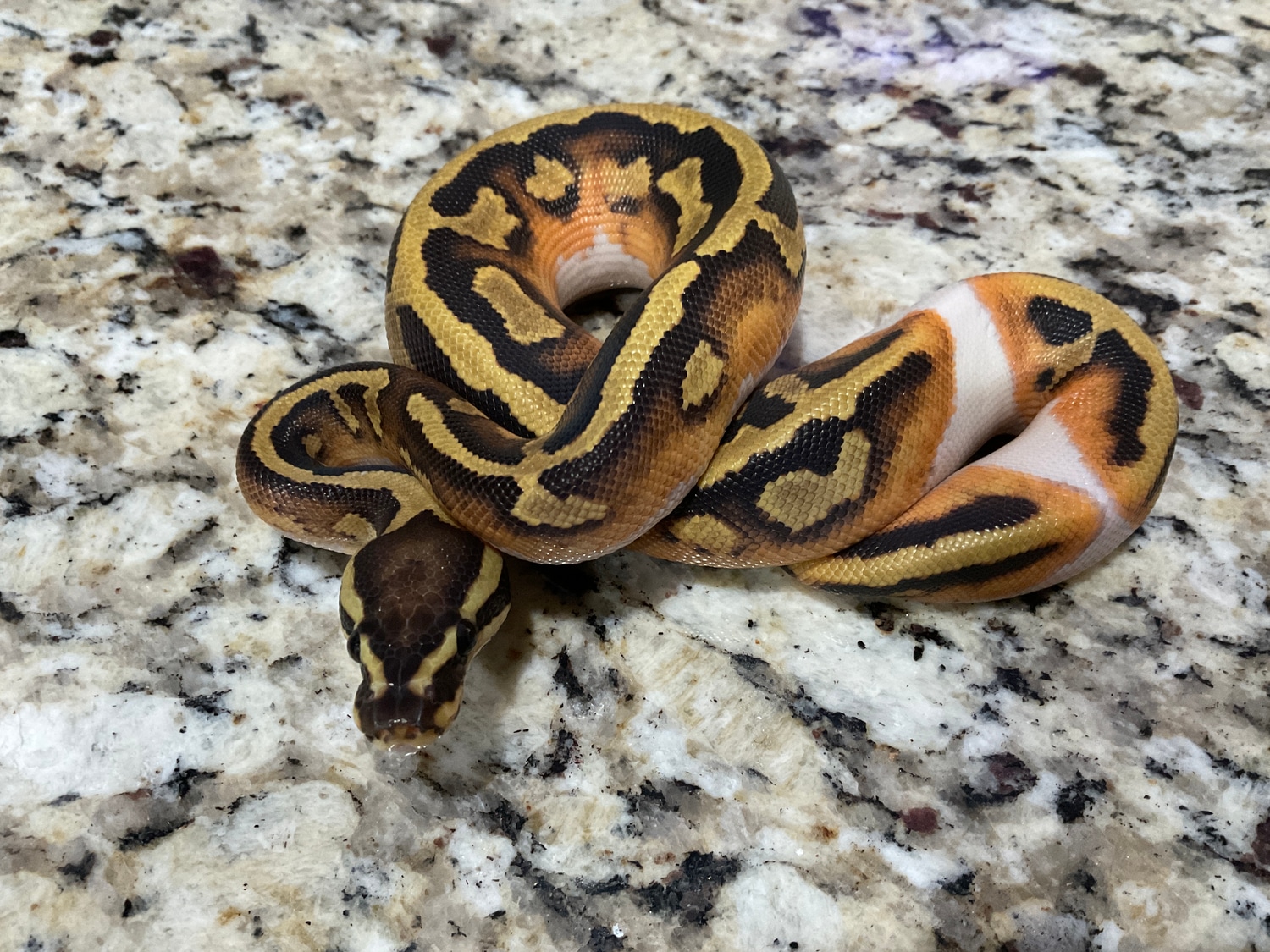 Fire Pied Ball Python by Smokin' Serpents - MorphMarket