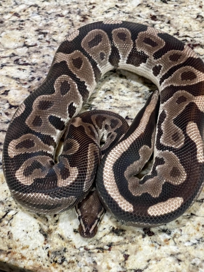 RTB Leopard Axanthic Male Ball Python by Smokin' Serpents
