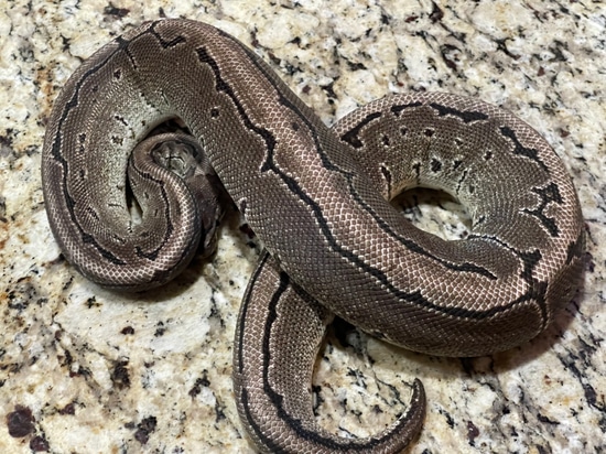 RTB Axanthic Pinstripe Pos Het Pied Ball Python by Smokin' Serpents