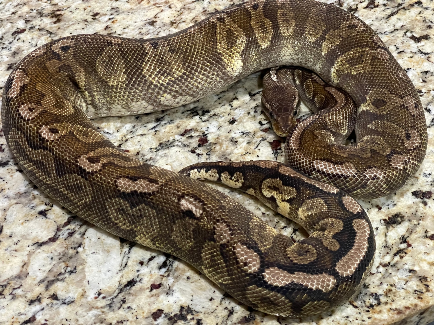 Proven GHI Black Pewter Male Ball Python by Smokin' Serpents - MorphMarket
