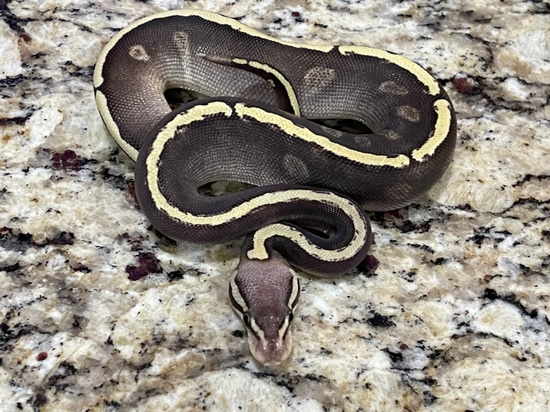 GHI Black Pastel Mojave Red Gene Probable Ringer Gene Ball Python by ...