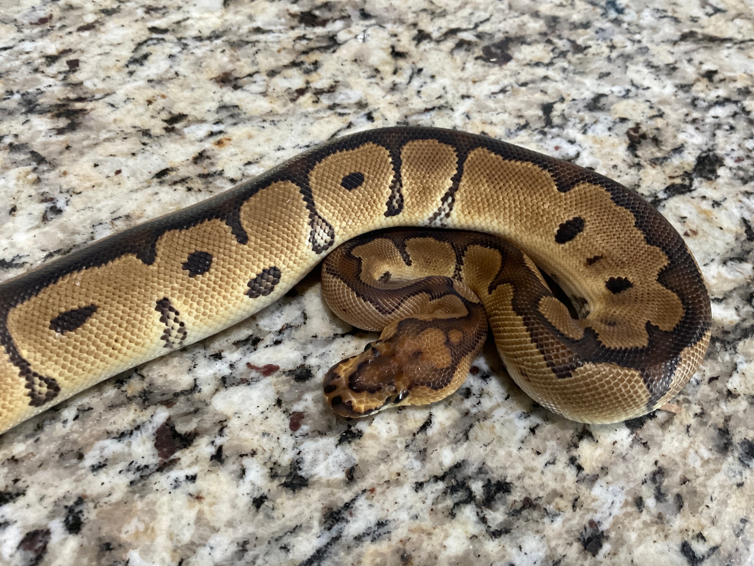 Clown Ball Python by Smokin' Serpents - MorphMarket