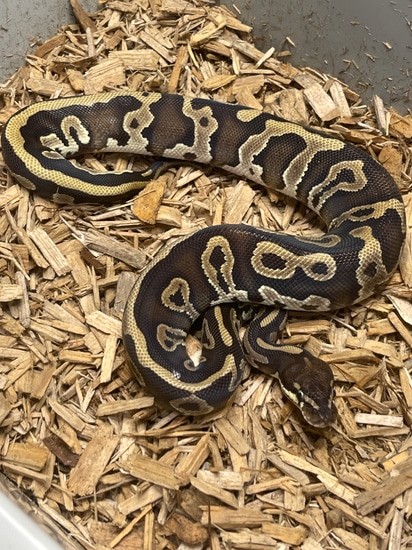 Leopard Mojave Ball Python by Smokin' Serpents