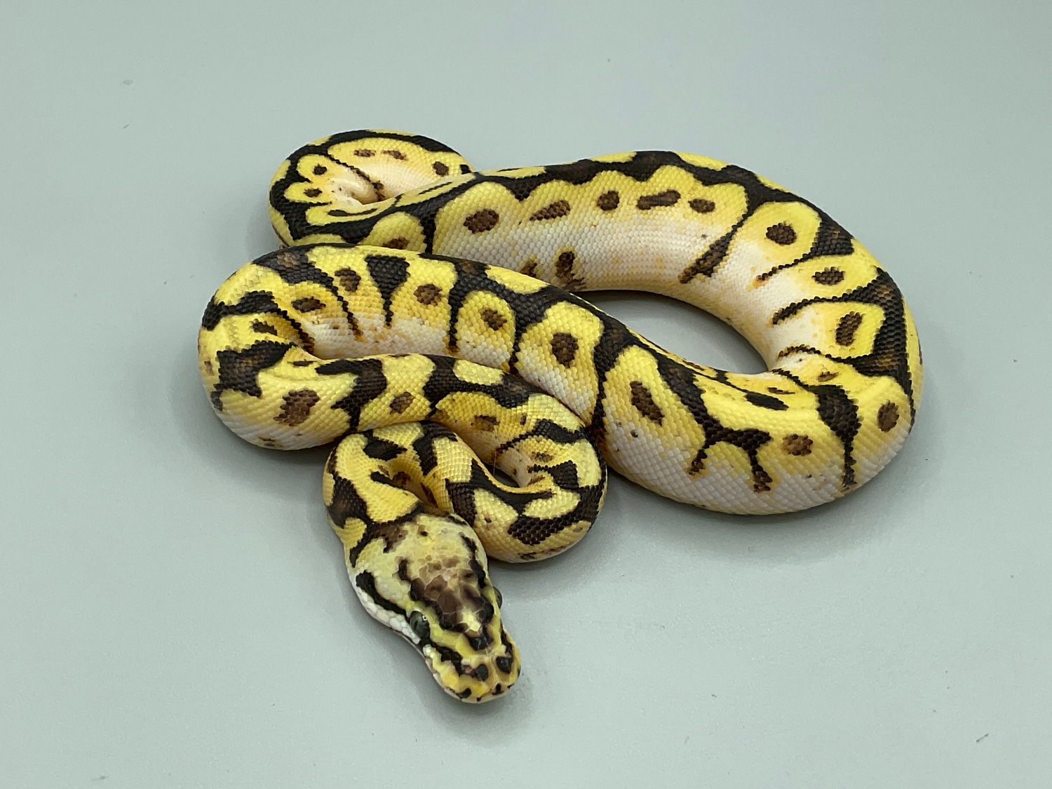 Bumblebee Yellowbelly Hurricane Ball Python by Smokin' Serpents ...