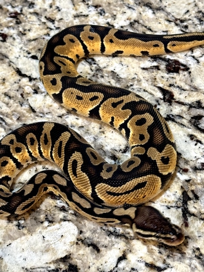 Pastel Enchi Hurricane Ball Python by Smokin' Serpents