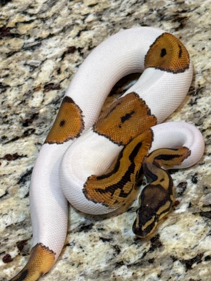 Leopard Pied Het Clown Ball Python by Smokin' Serpents