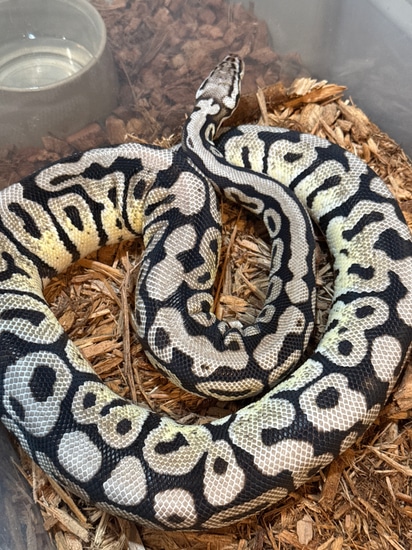 Pastel Spotnose Axanthic (VPI) Het Clown Ball Python by Smokin' Serpents