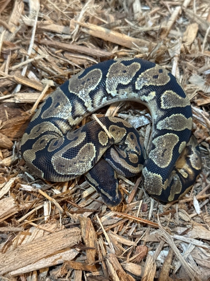 Calico Het Paint Ball Python by Smokin' Serpents